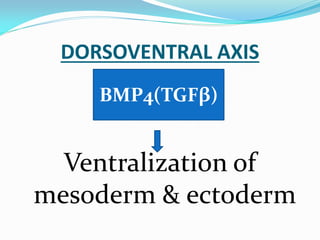 histology of Embryology 1 (2) | PDF