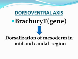 histology of Embryology 1 (2) | PDF