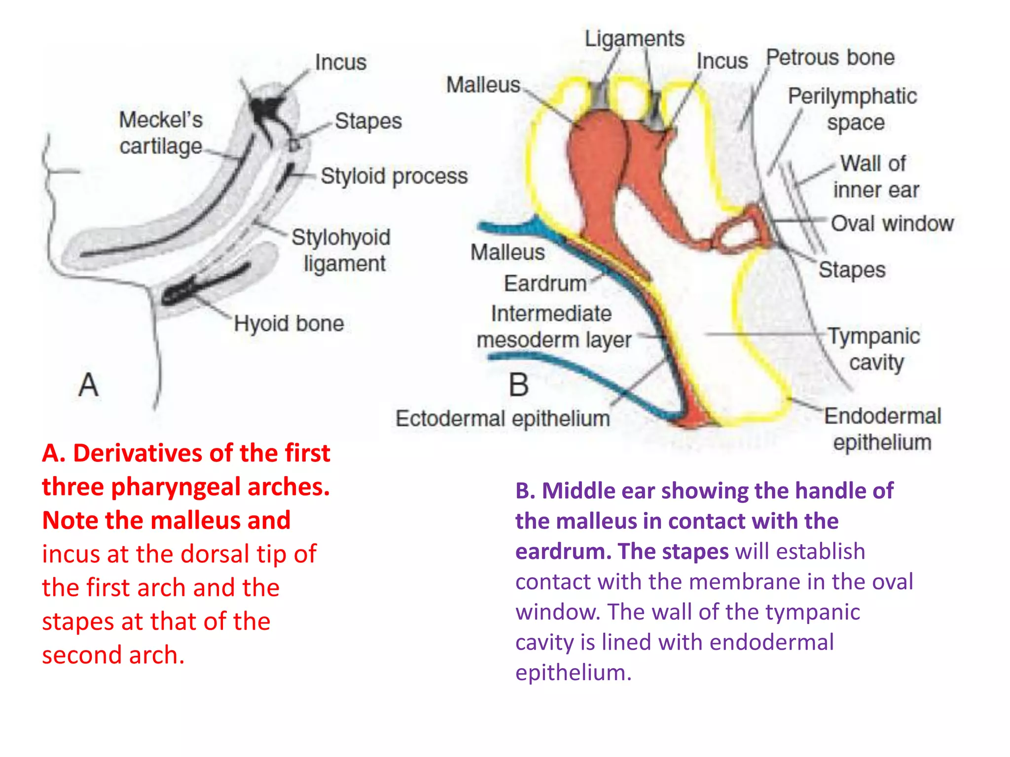 Embryology 18 ear | PPTX