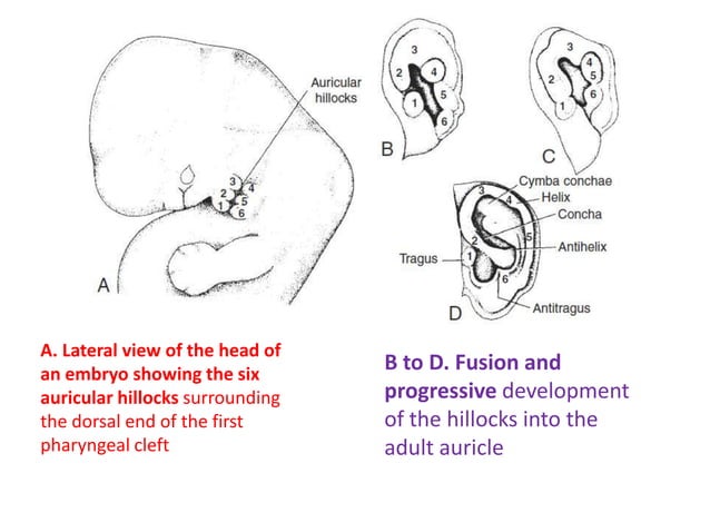 Embryology 18 ear
