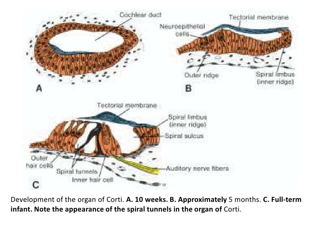 Embryology Of Ear