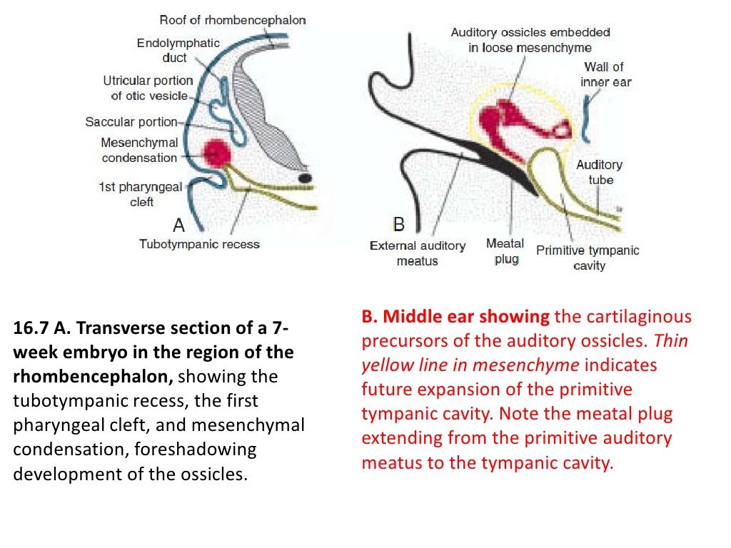 Embryology 18 ear