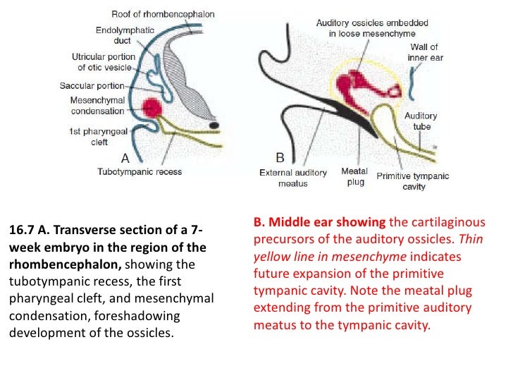Embryology 18 ear