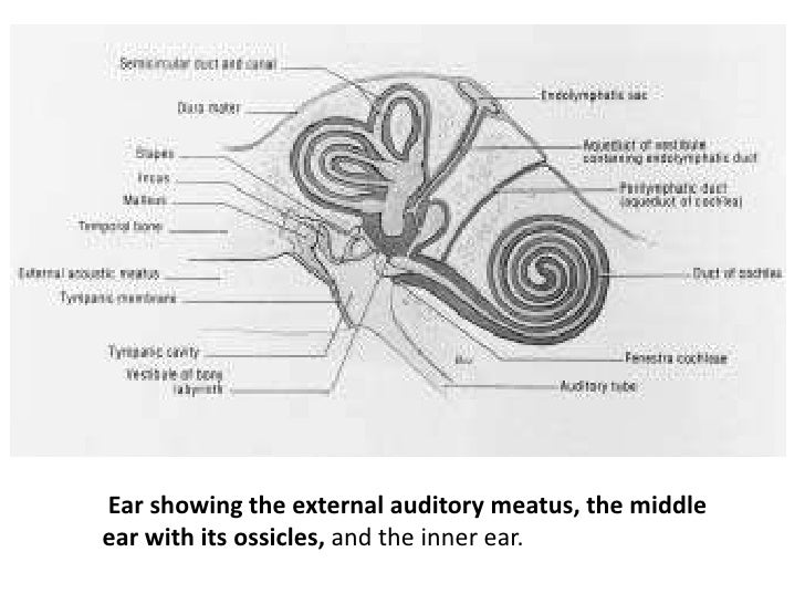 Embryology Of Ear