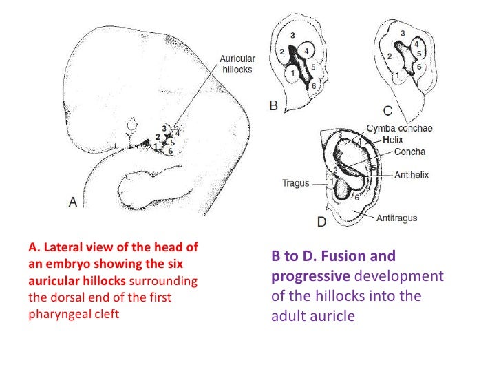 Embryology Of Ear SOLUTION: Development Of Ear Embryology Studypool