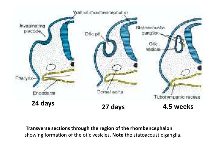 Embryology Of Ear SOLUTION: Development Of Ear Embryology Studypool