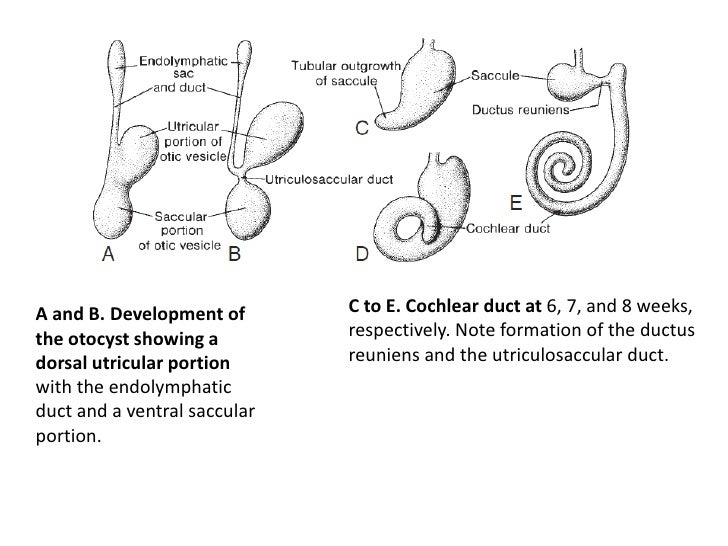 Embryology 18 ear