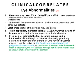 Embryology 19 eye | PPTX