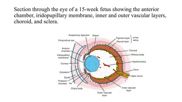 EMBRYOLOGY presentation for group one final copy | PPT