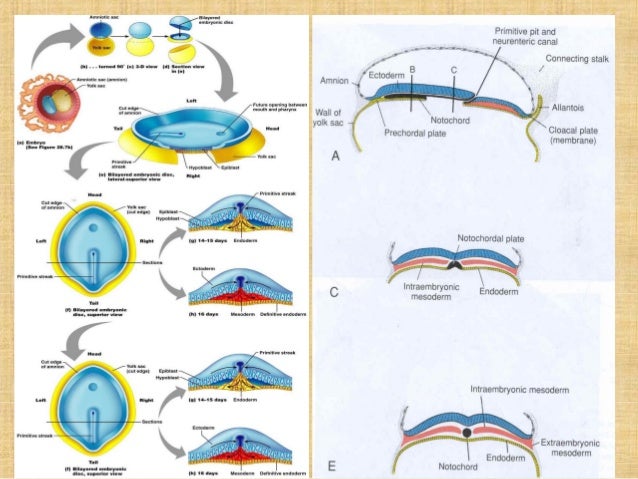 Embryology2
