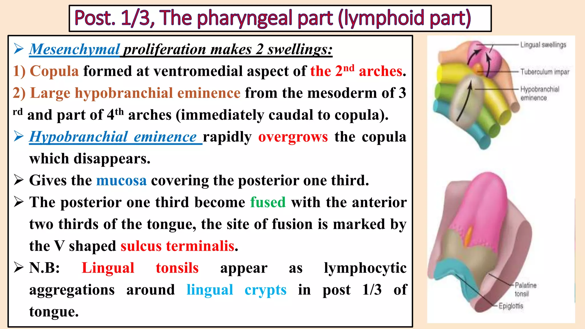 Embryology 2 slidshare | PPTX