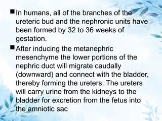 Embryology, Anatomy and physiology of the Kidney | PPTX