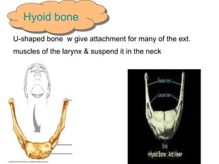 E.N.T.Embryology & anatomy.(dr.mwaed) | PPT | Free Download