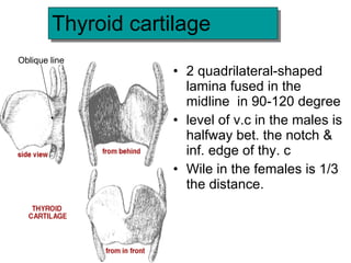 E.N.T.Embryology & anatomy.(dr.mwaed) | PPT