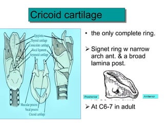 E.N.T.Embryology & anatomy.(dr.mwaed) | PPT