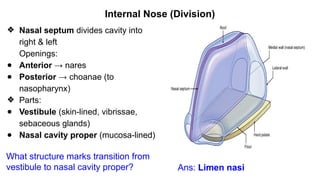 Embryology, Anatomy and Physiology of the Nose and Paranasal Sinuses.pptx