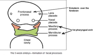 Embryology, Anatomy and Physiology of the Nose and Paranasal Sinuses.pptx