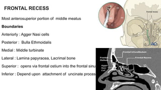 Embryology, Anatomy and Physiology of the Nose and Paranasal Sinuses.pptx