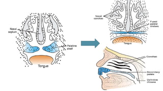 Embryology, Anatomy and Physiology of the Nose and Paranasal Sinuses.pptx