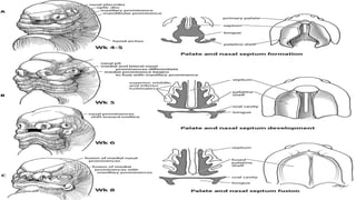 Embryology, Anatomy and Physiology of the Nose and Paranasal Sinuses.pptx