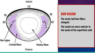 Comprehensive Embryology and Anatomy of the Human Lens | PDF