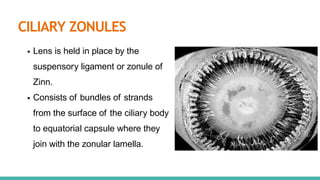 Comprehensive Embryology and Anatomy of the Human Lens | PDF