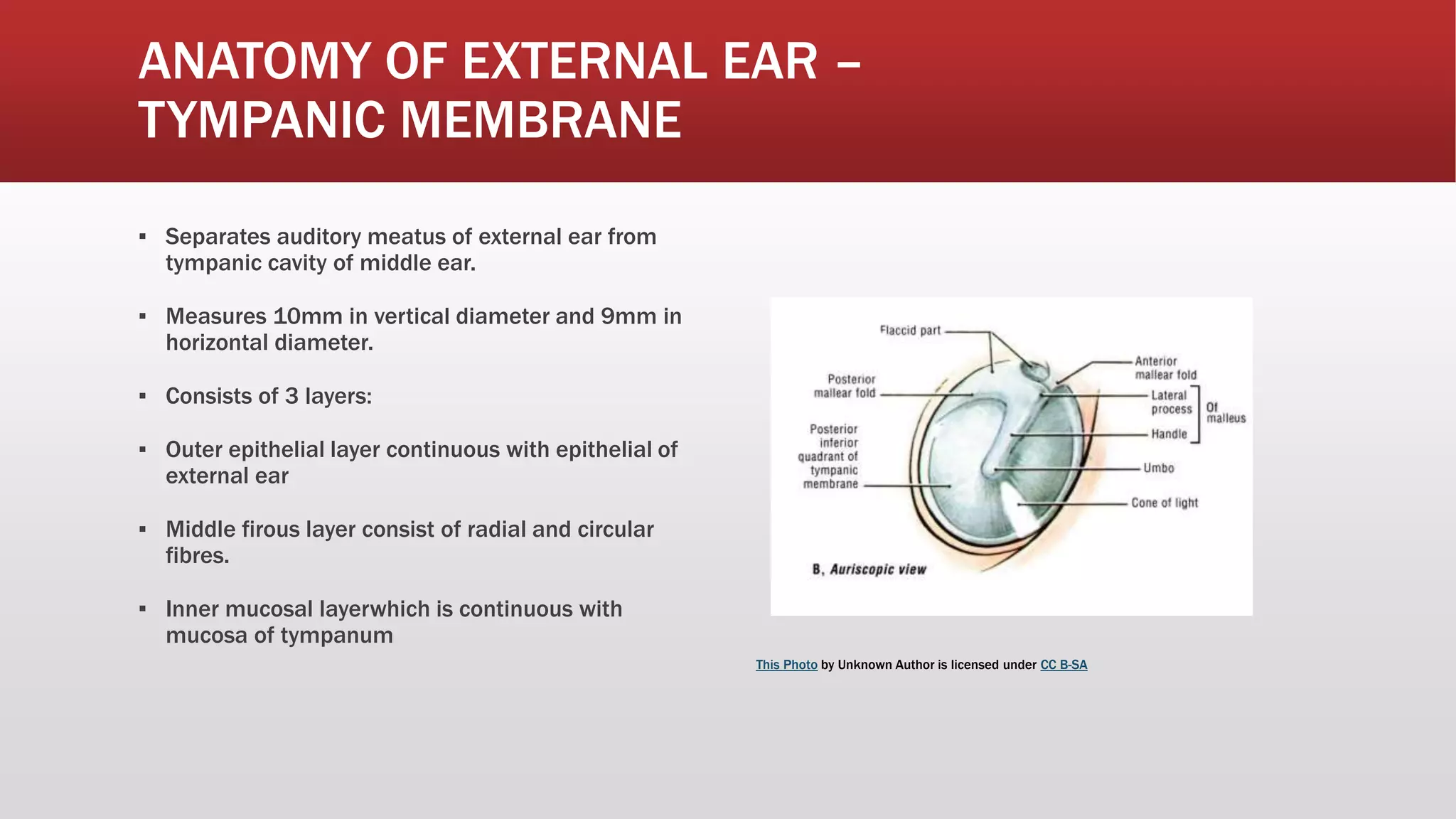 Embryology and anatomy of external and middle ear | PPTX