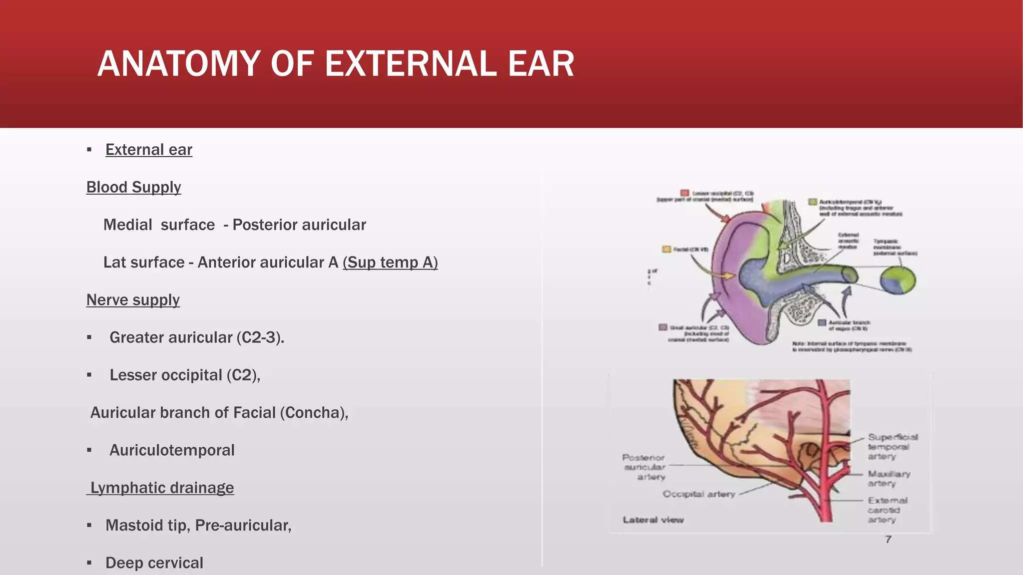 Embryology and anatomy of external and middle ear | PPTX | Ear, Nose ...