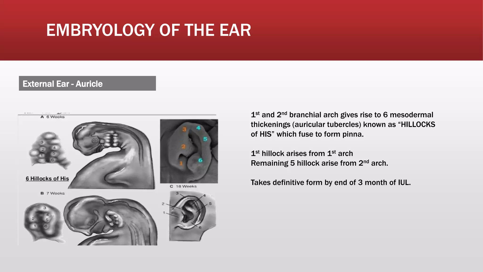 Embryology and anatomy of external and middle ear | PPTX