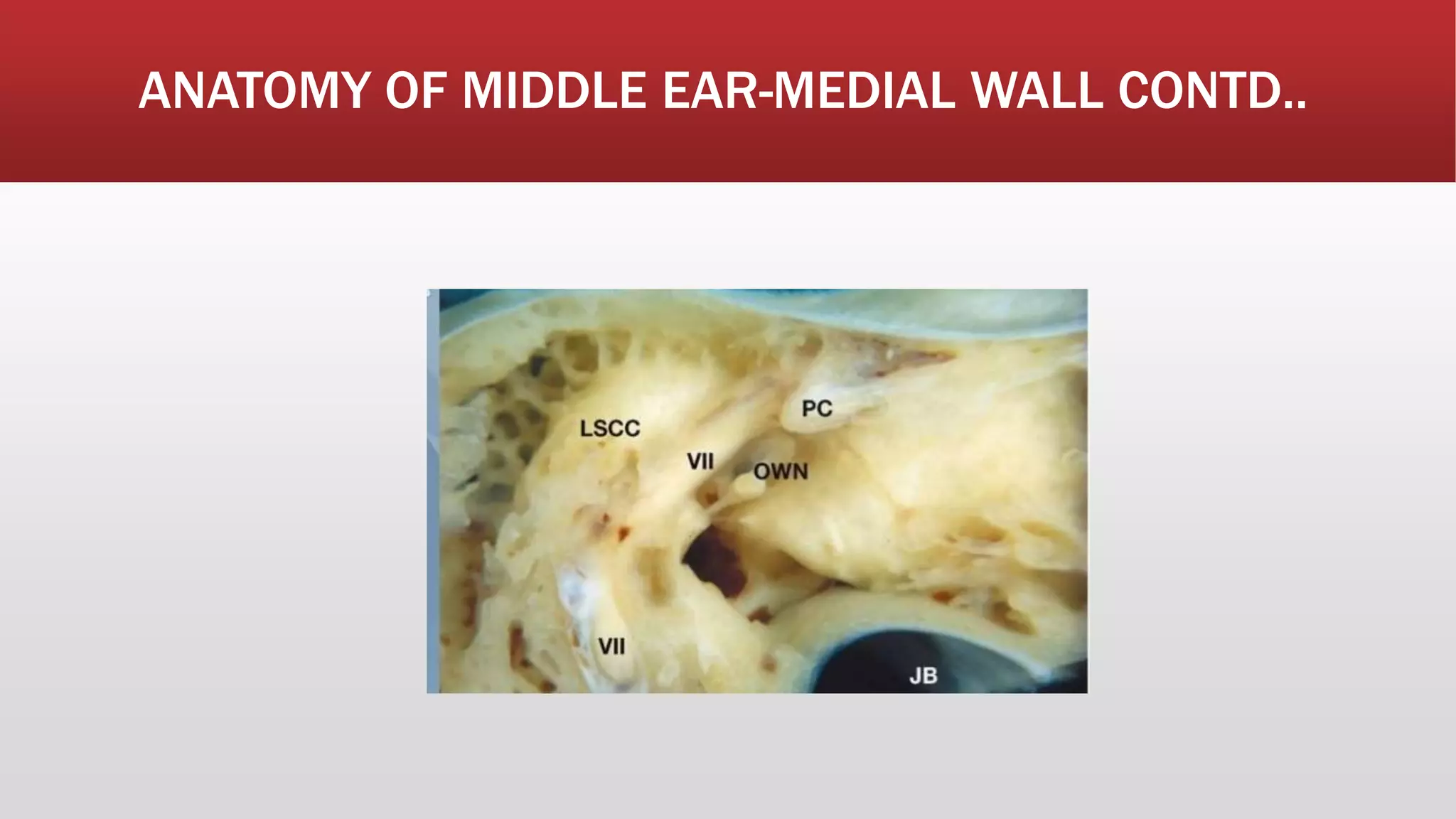 Embryology and anatomy of external and middle ear | PPTX
