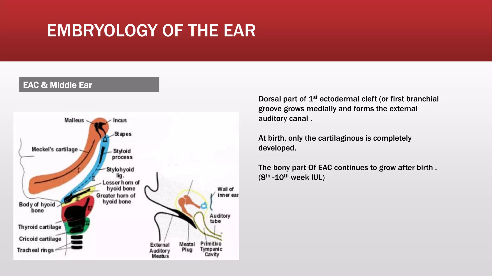 Embryology and anatomy of external and middle ear | PPTX
