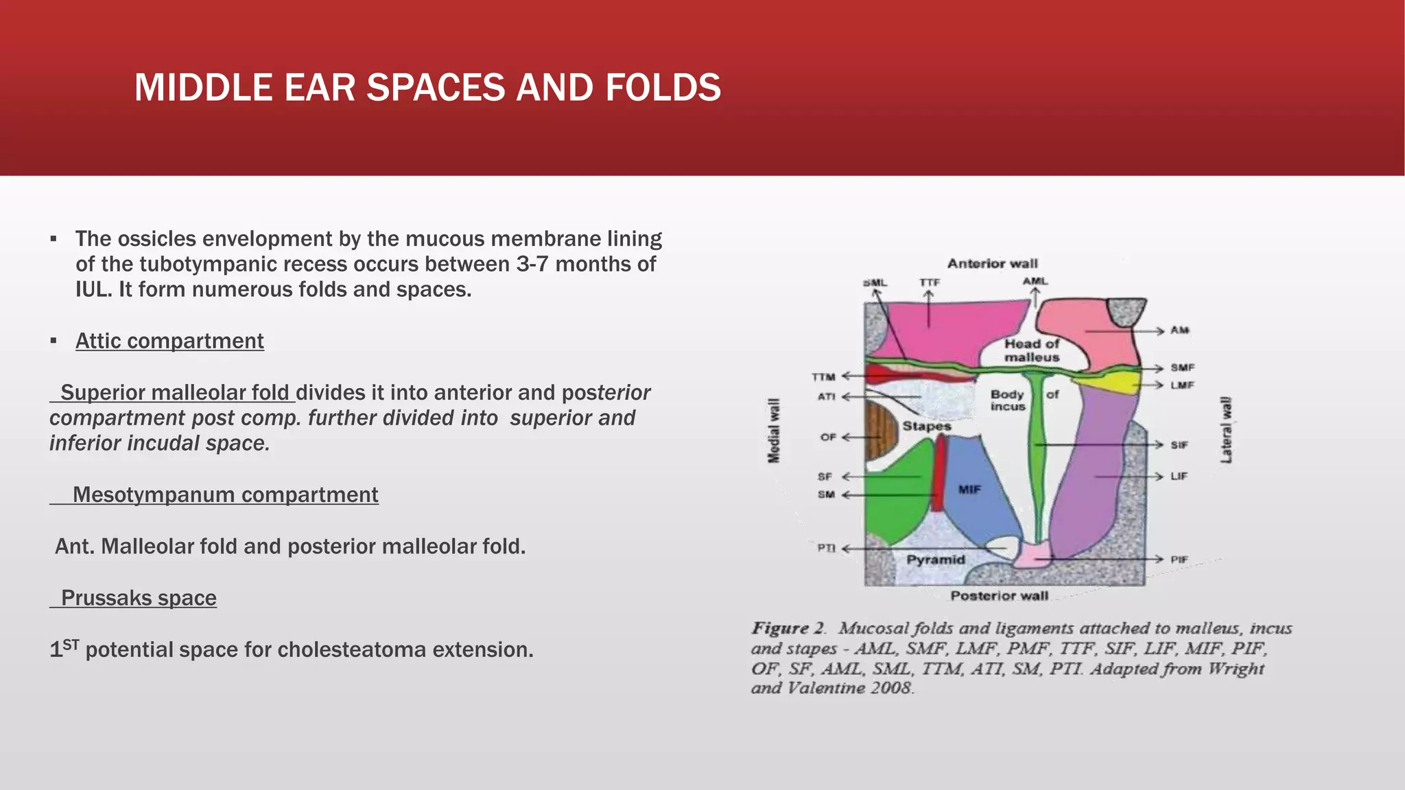 Embryology and anatomy of external and middle ear | PPTX | Ear, Nose ...