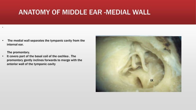Embryology and anatomy of external and middle ear | PPTX | Ear, Nose ...