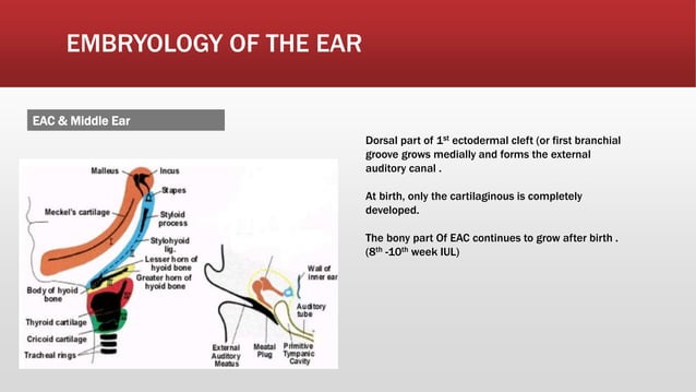 Embryology and anatomy of external and middle ear | PPTX | Ear, Nose ...