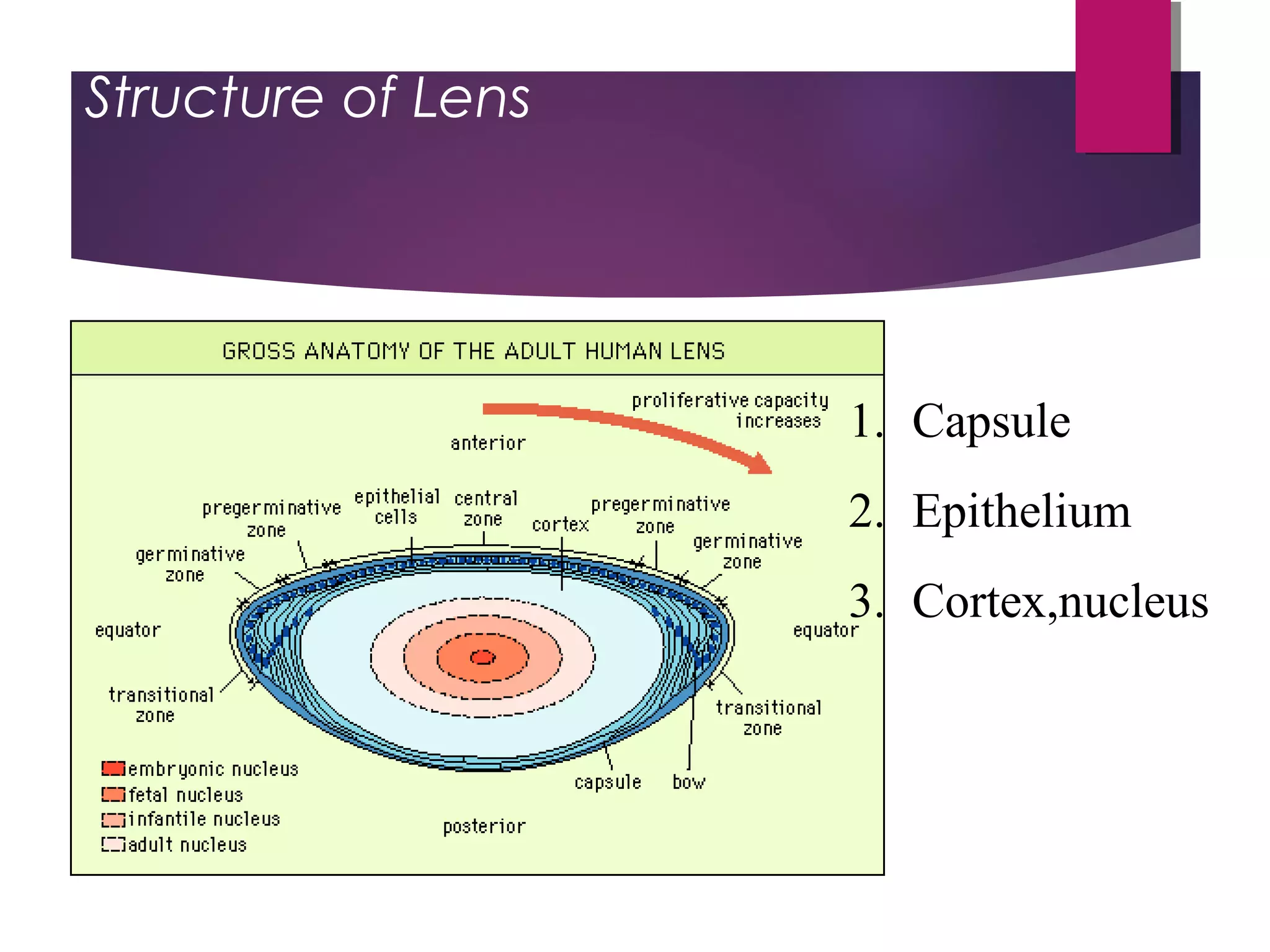 Embryology and anatomy of human lens | PPT