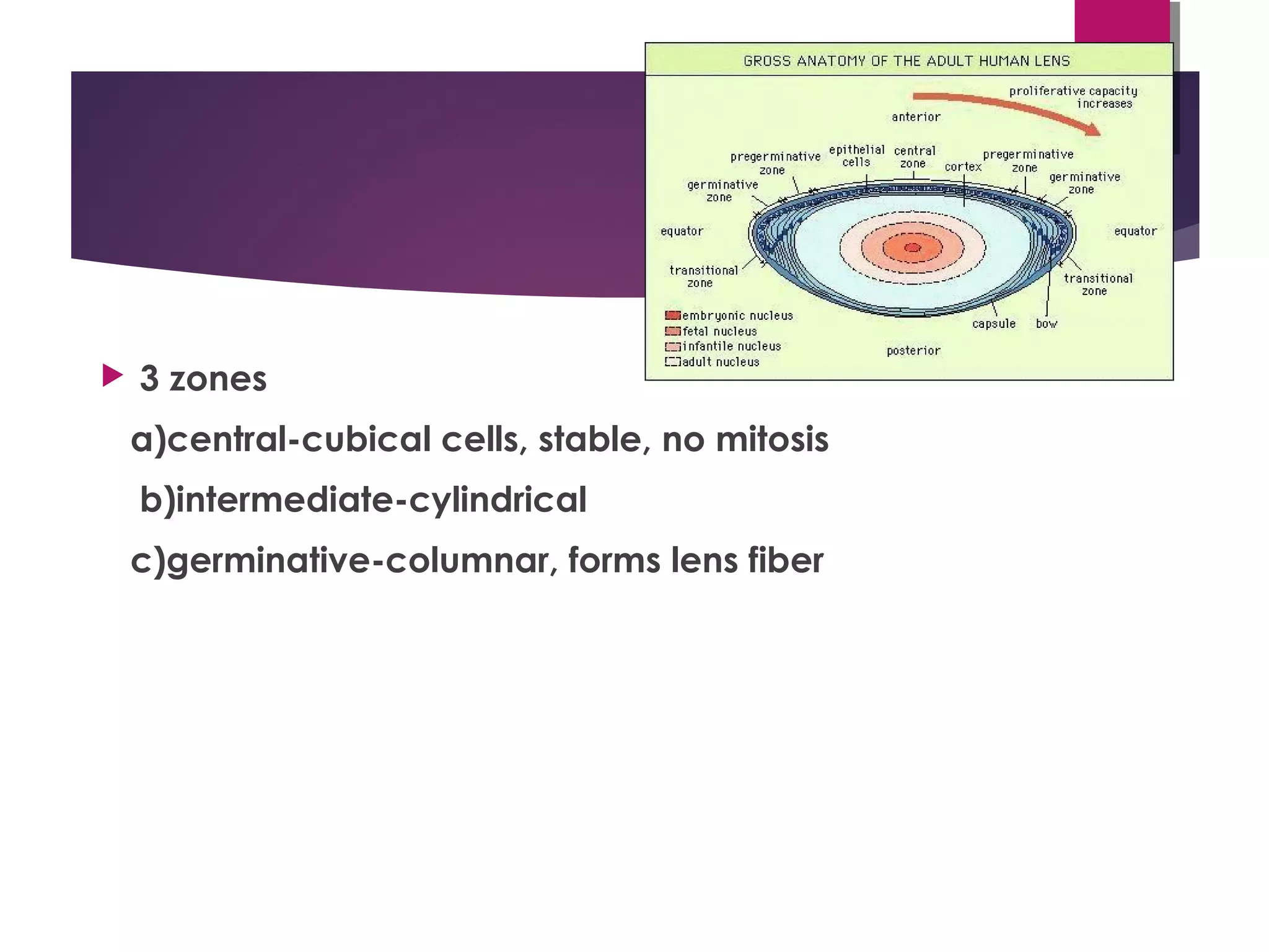Embryology and anatomy of human lens | PPT