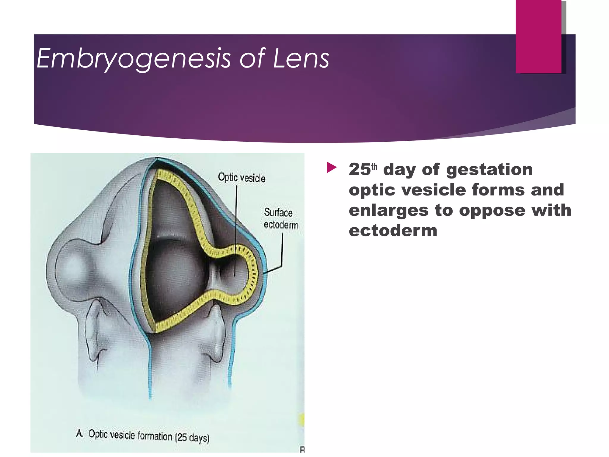 Embryology and anatomy of human lens | PPT