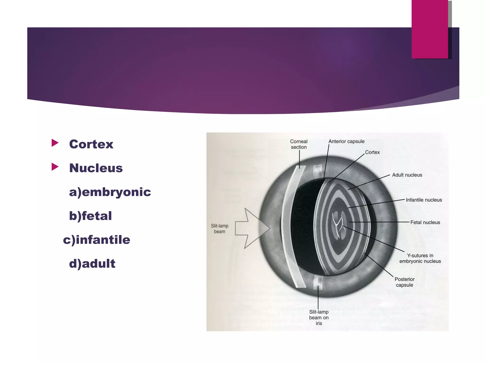 Embryology and anatomy of human lens | PPT