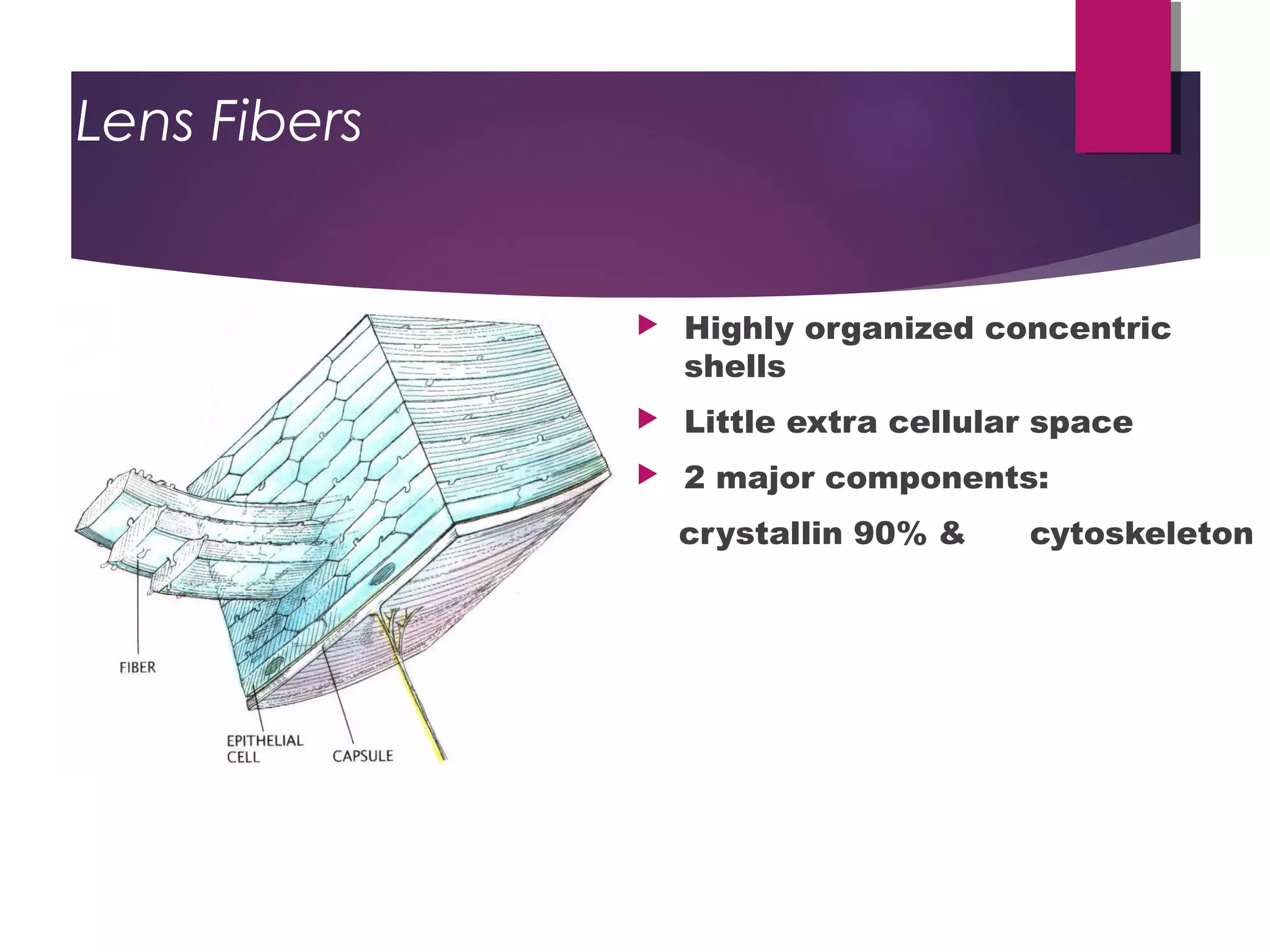 Embryology and anatomy of human lens | PPT