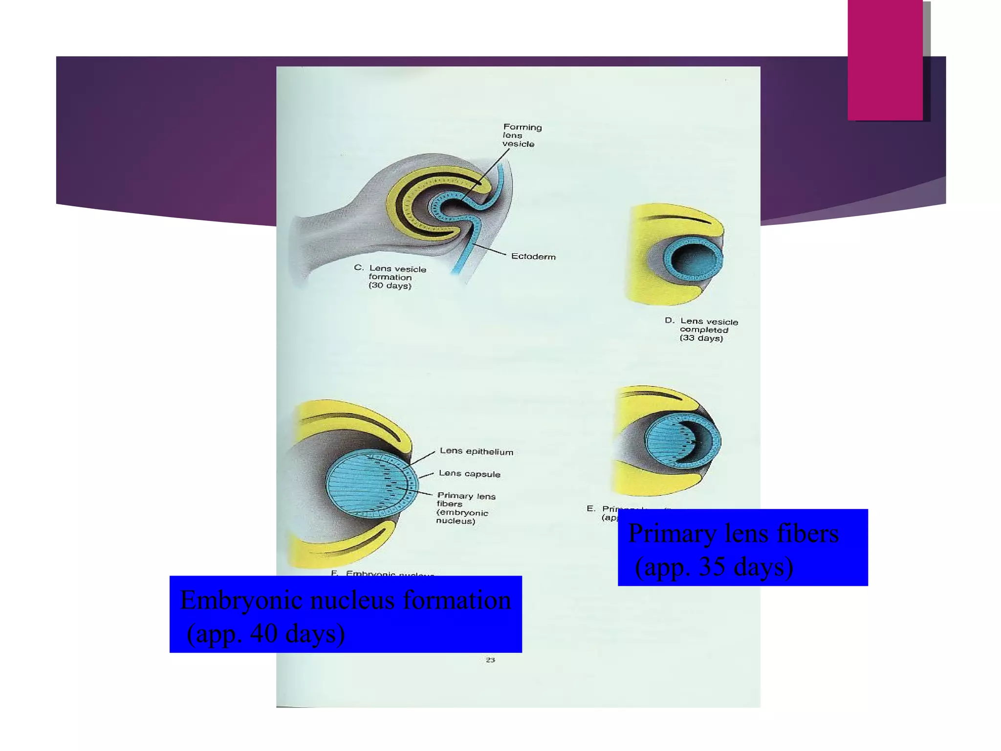 Embryology and anatomy of human lens | PPT