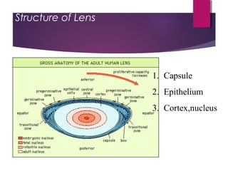 Embryology and anatomy of human lens | PPT