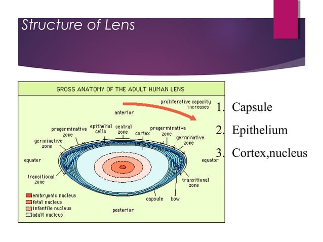 Embryology and anatomy of human lens | PPT | Eye and Vision Conditions ...