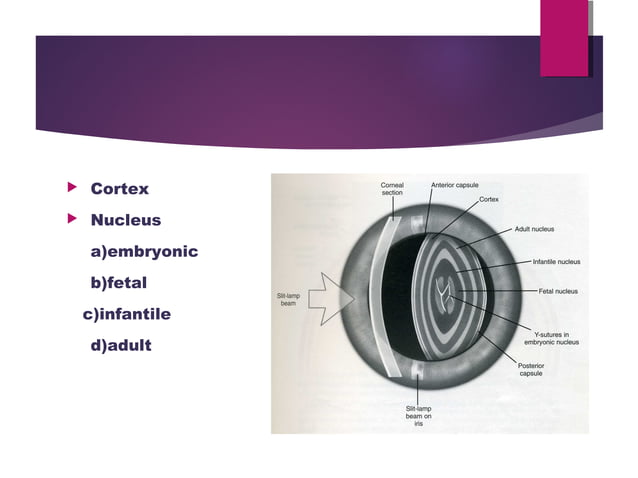 Embryology and anatomy of human lens | PPT | Eye and Vision Conditions ...
