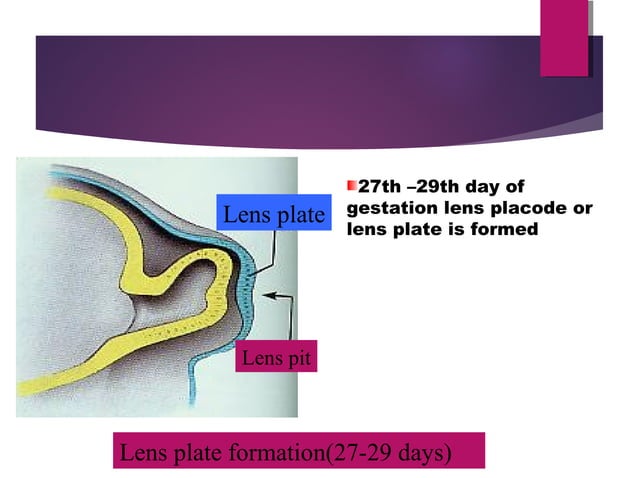 Embryology and anatomy of human lens | PPT | Eye and Vision Conditions ...