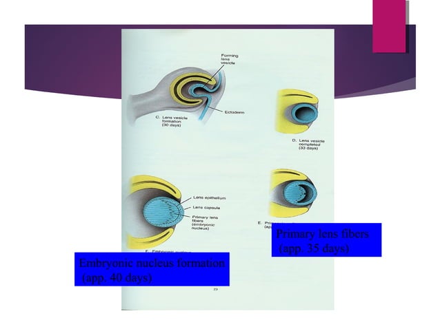 Embryology and anatomy of human lens | PPT | Eye and Vision Conditions ...