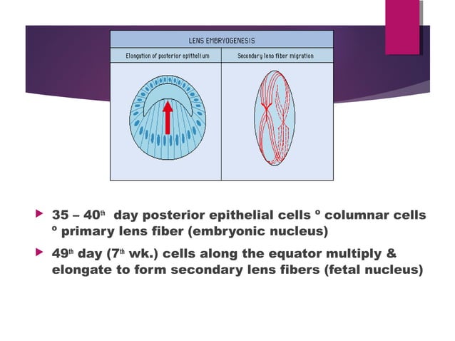 Embryology and anatomy of human lens | PPT | Eye and Vision Conditions ...