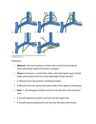 Embryology and anatomy of lymphatics | DOCX