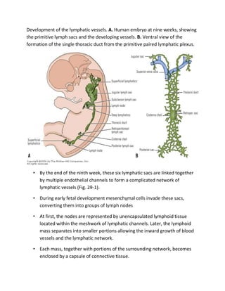 Embryology and anatomy of lymphatics | DOCX