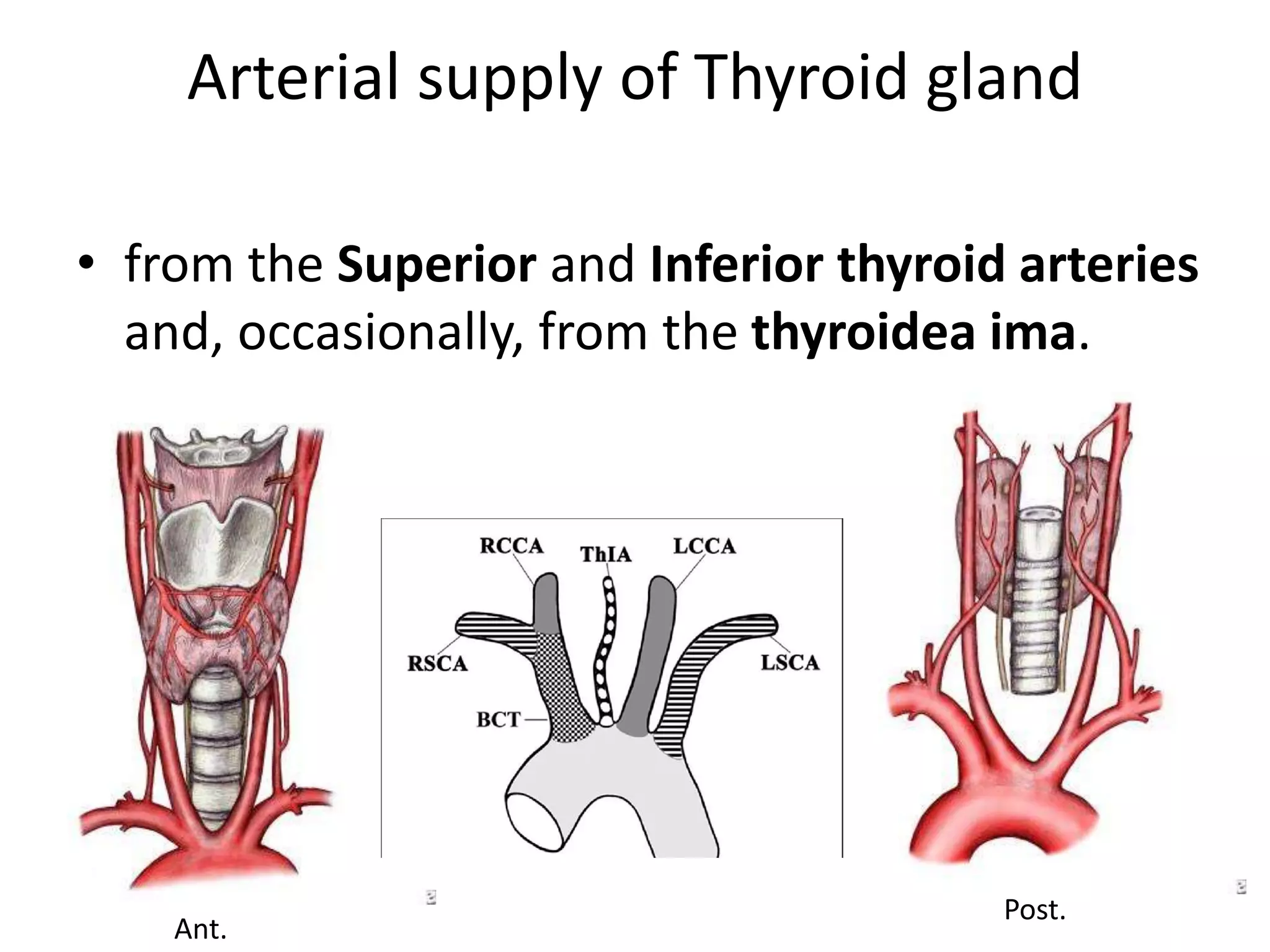 Embryology and Anatomy of Thyroid Gland.pptx