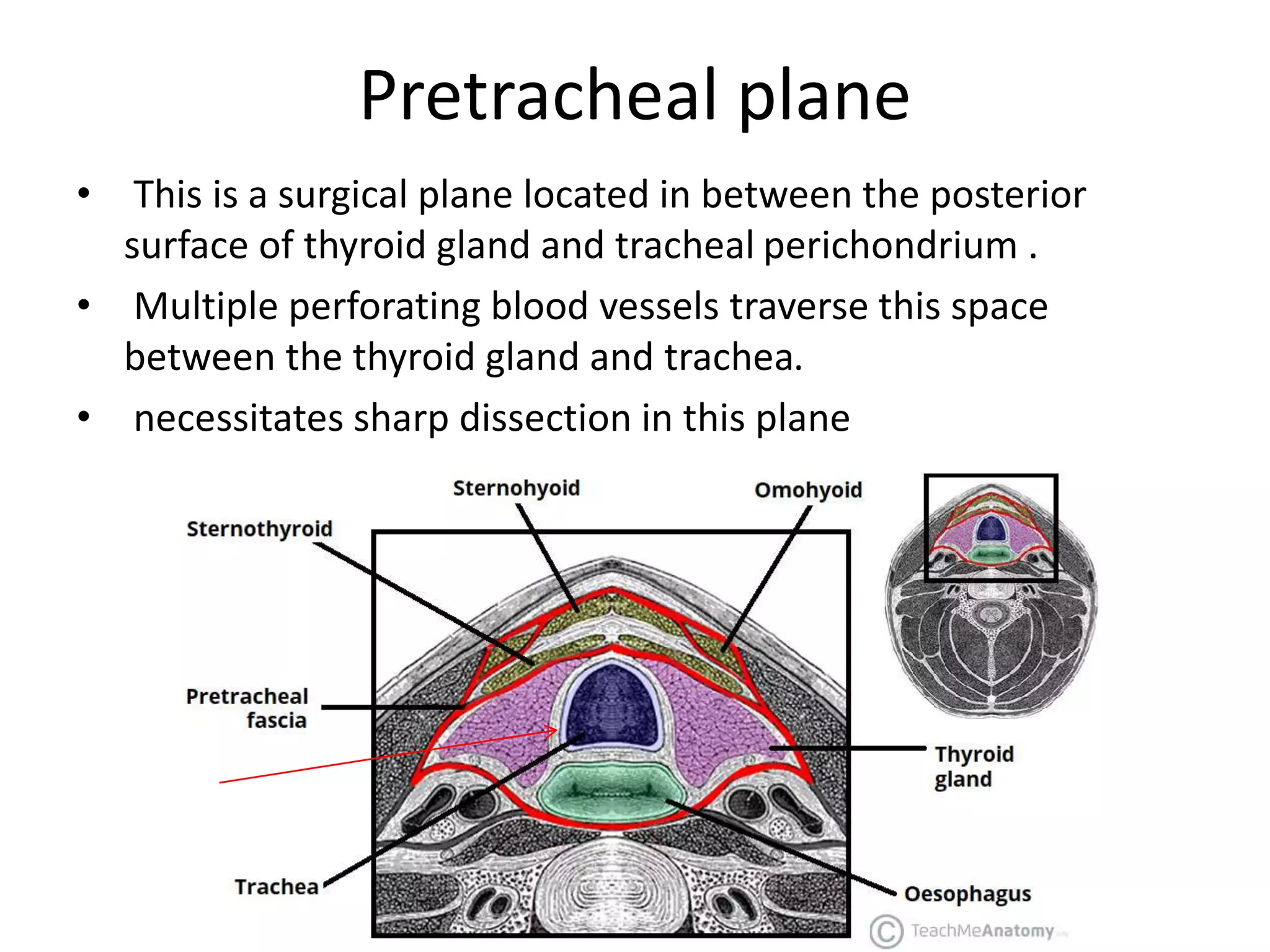 Embryology and Anatomy of Thyroid Gland.pptx